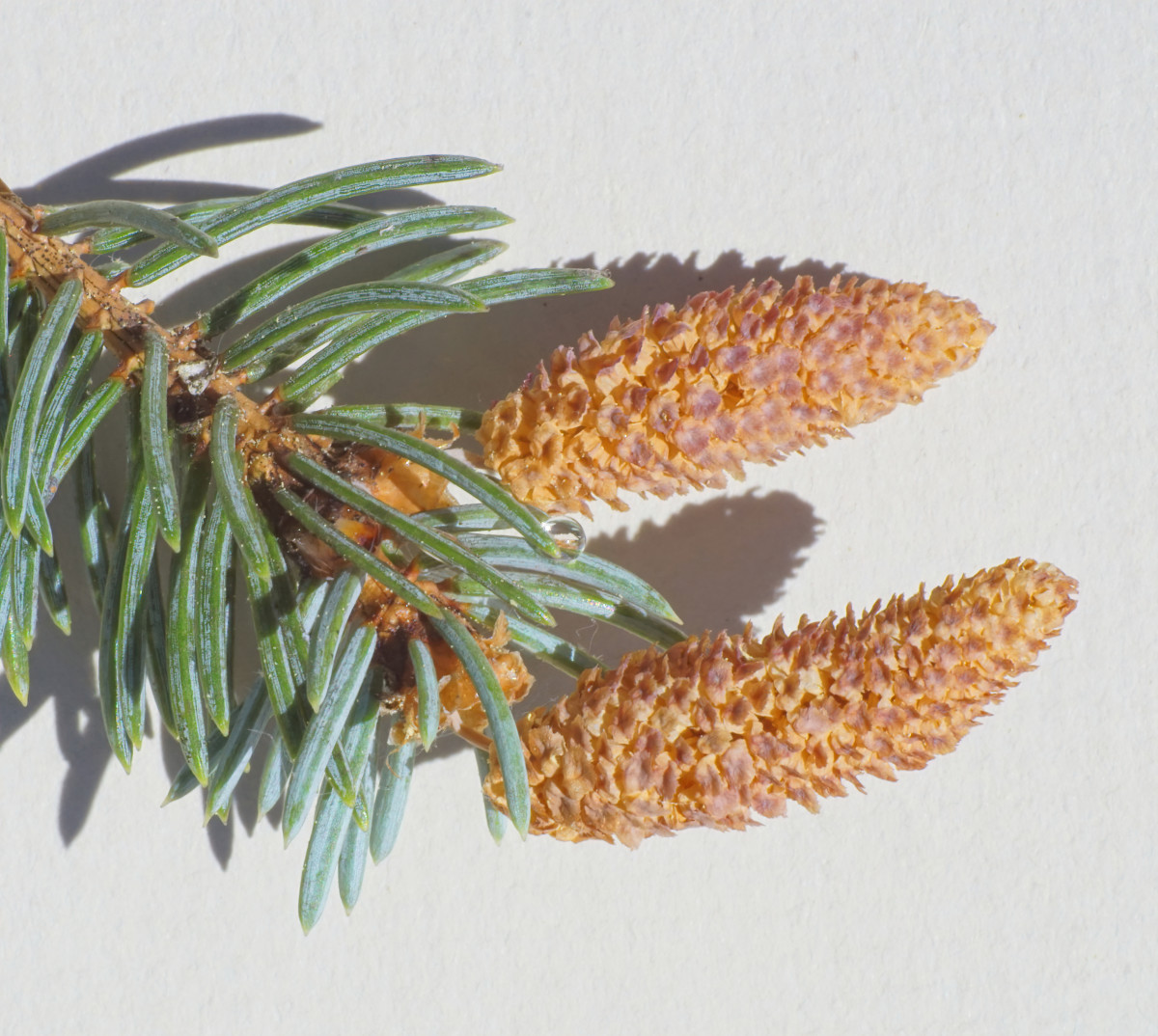 4 Most Common Spruce Trees of Michigan - HubPages