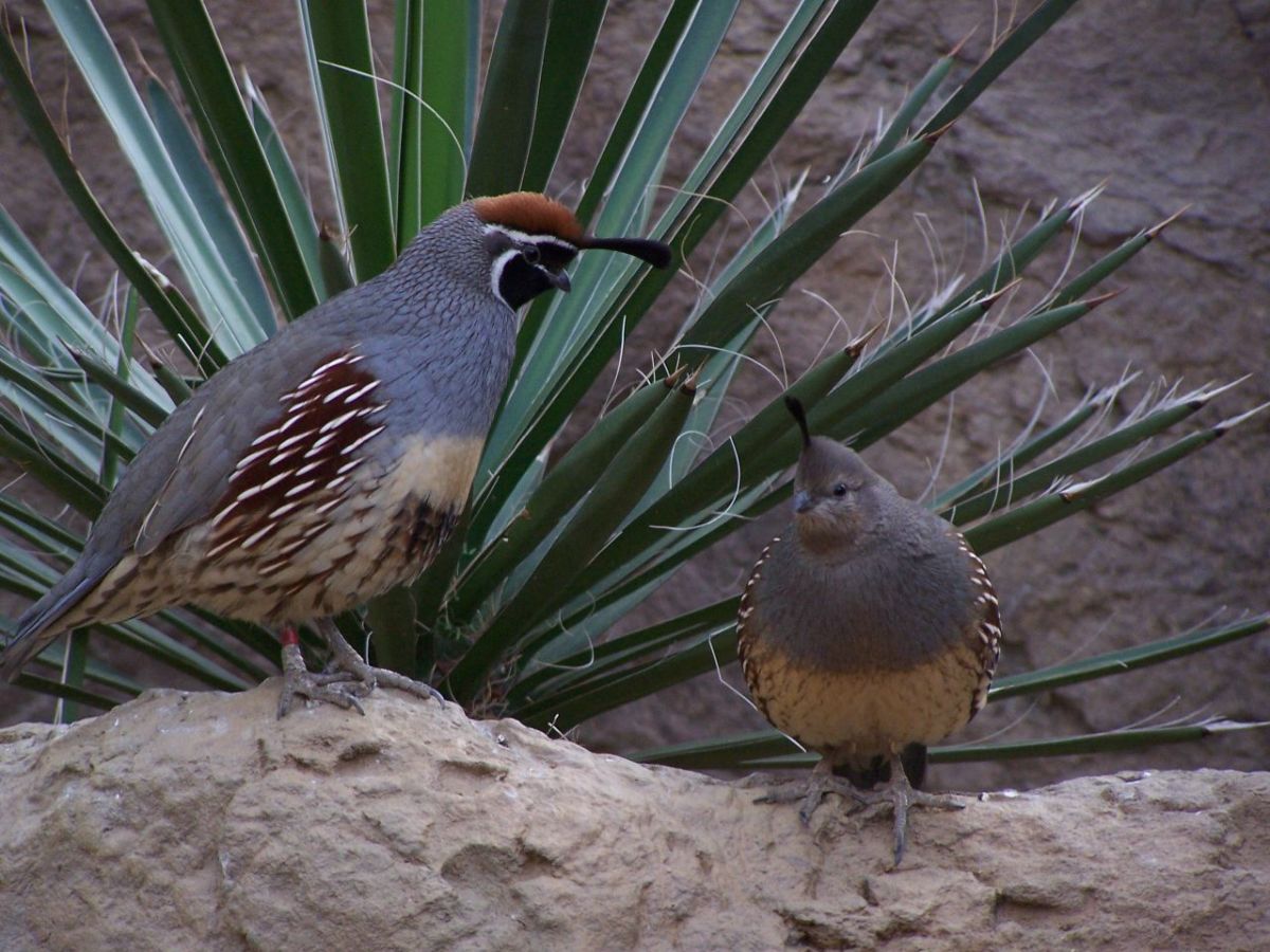 Learn About the Gambel's Quail - HubPages