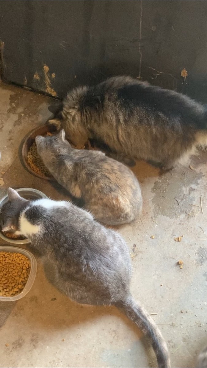 Acclimating an Indoor Cat to Farm Life Successfully - HubPages