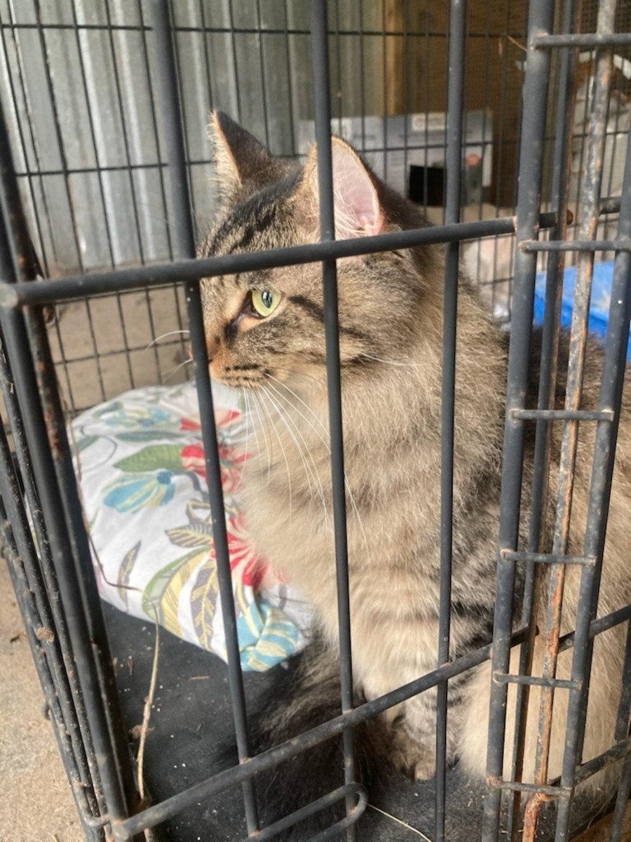 Acclimating an Indoor Cat to Farm Life Successfully - HubPages