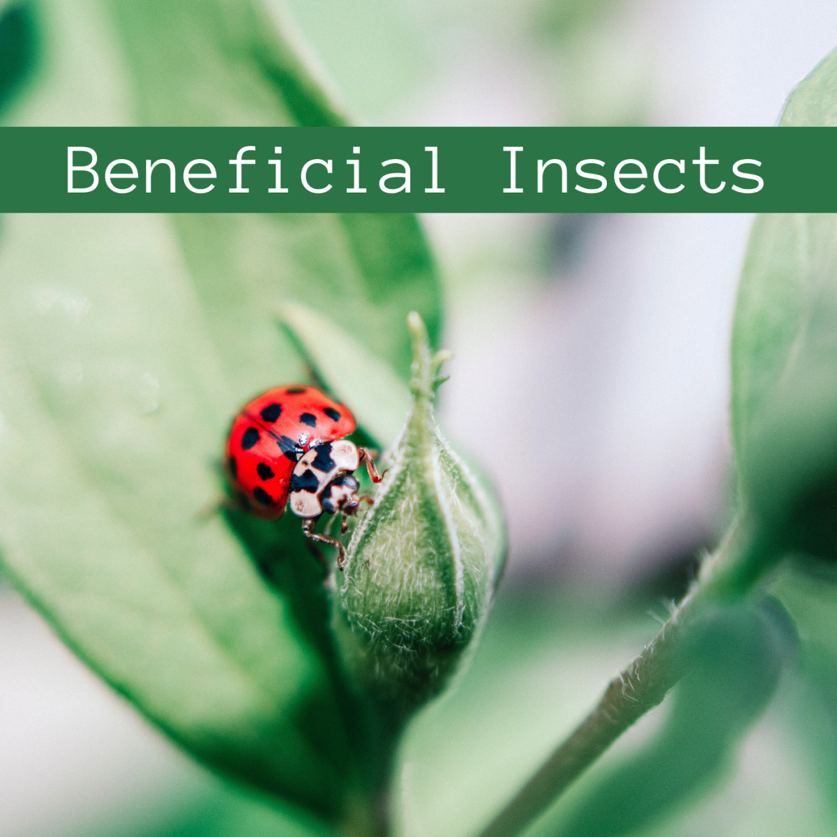 Beneficial Insects and Spiders That Help Your Garden - Dengarden