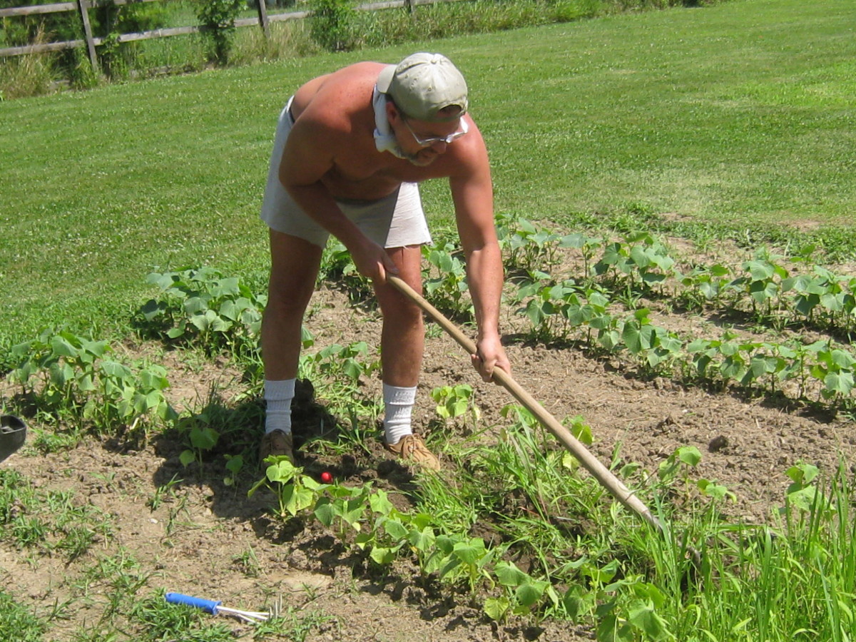 Growing Pumpkins in Your Ohio Garden - HubPages
