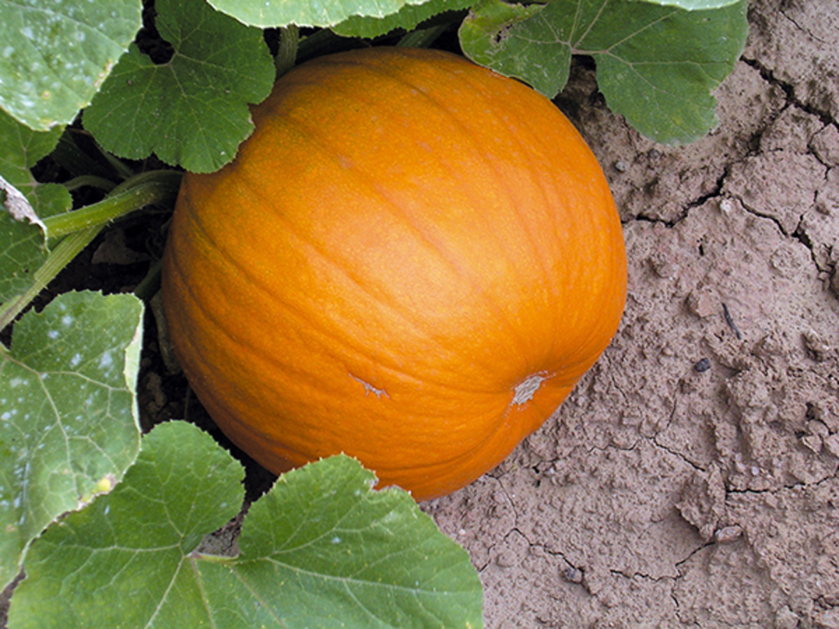 Growing Pumpkins in Your Ohio Garden - HubPages