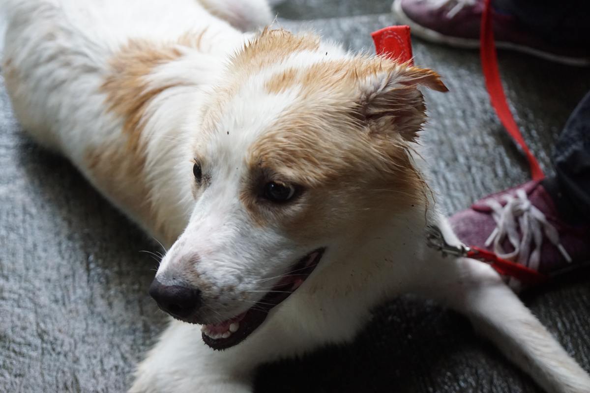 The 3 3 3 Rule Setting Your Rescue Dog Up For Success PetHelpful