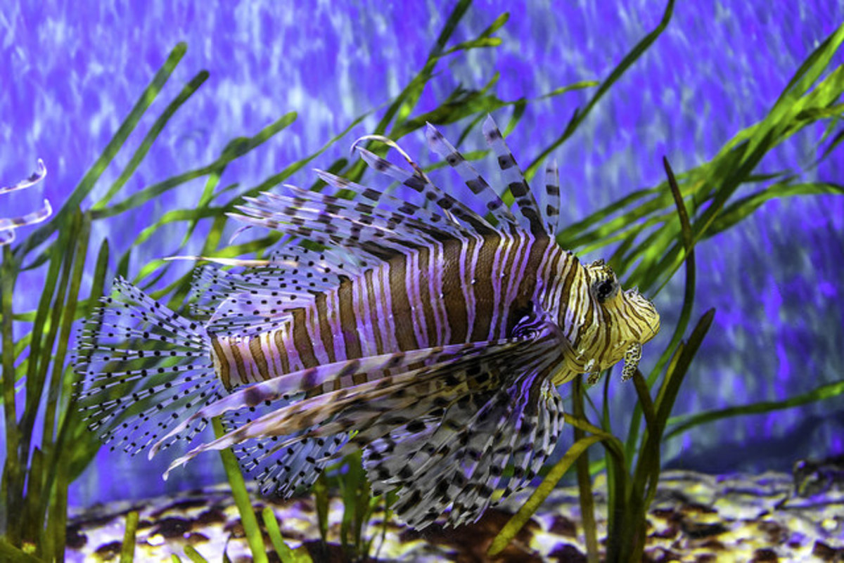 Interesting Facts about Brightly-Coloured, Invasive and Venomous ...