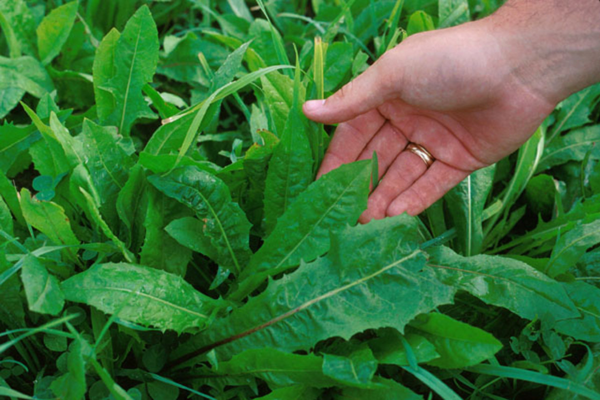 Chicory or Kasani: The Herbal Panacea - HubPages