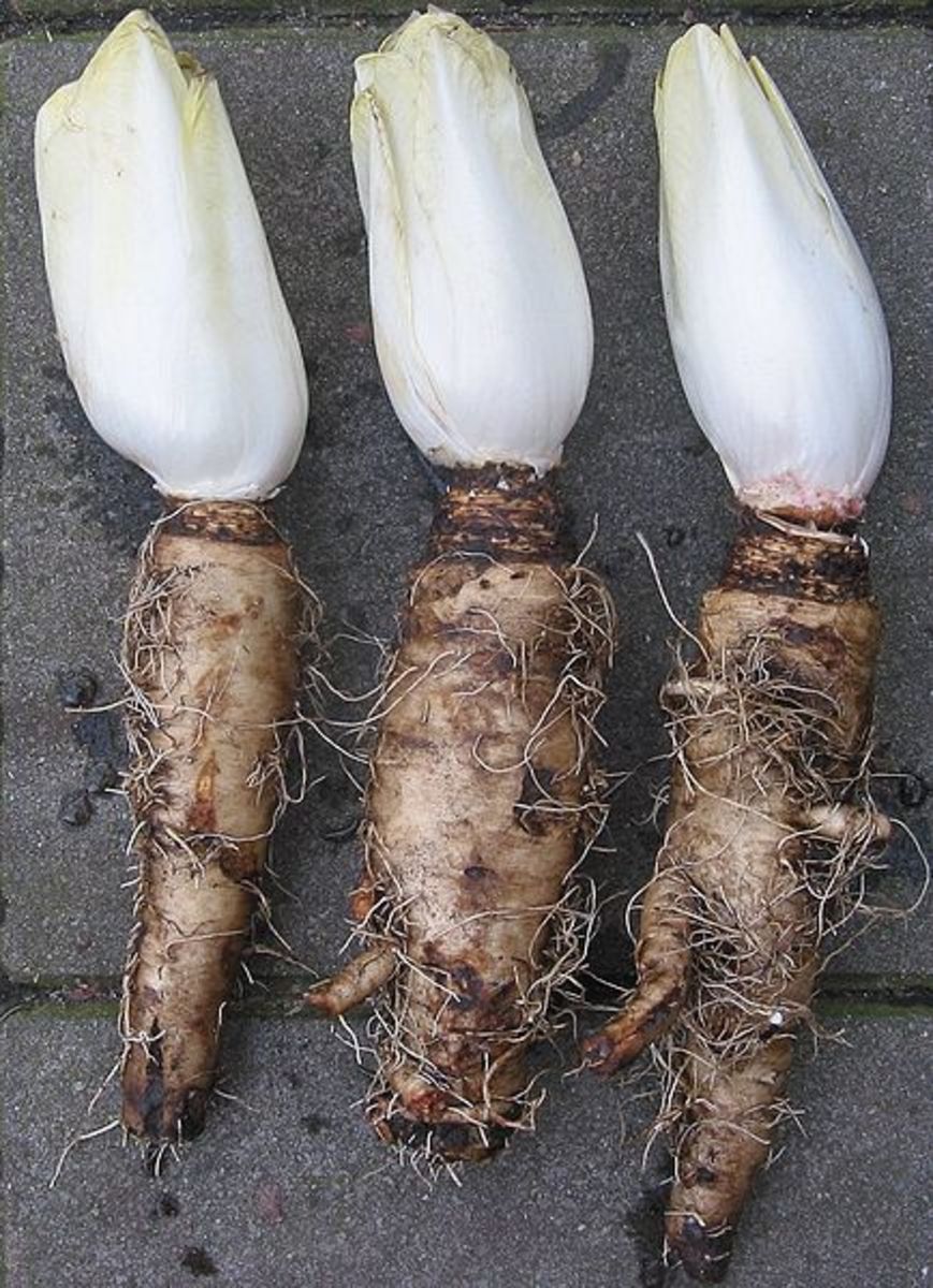 Chicory or Kasani: The Herbal Panacea - HubPages