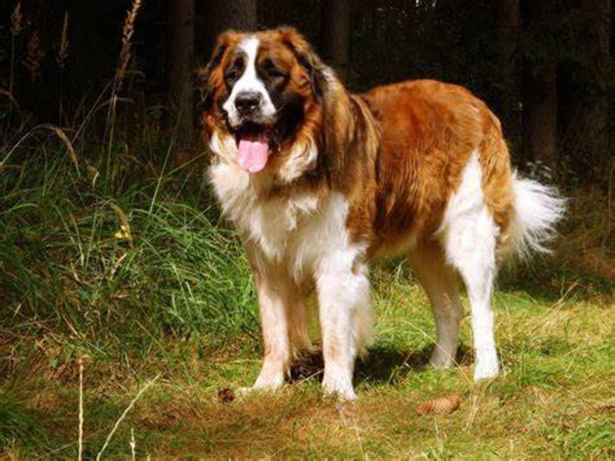 Strongest Dog Breeds That Originated From Asia - HubPages
