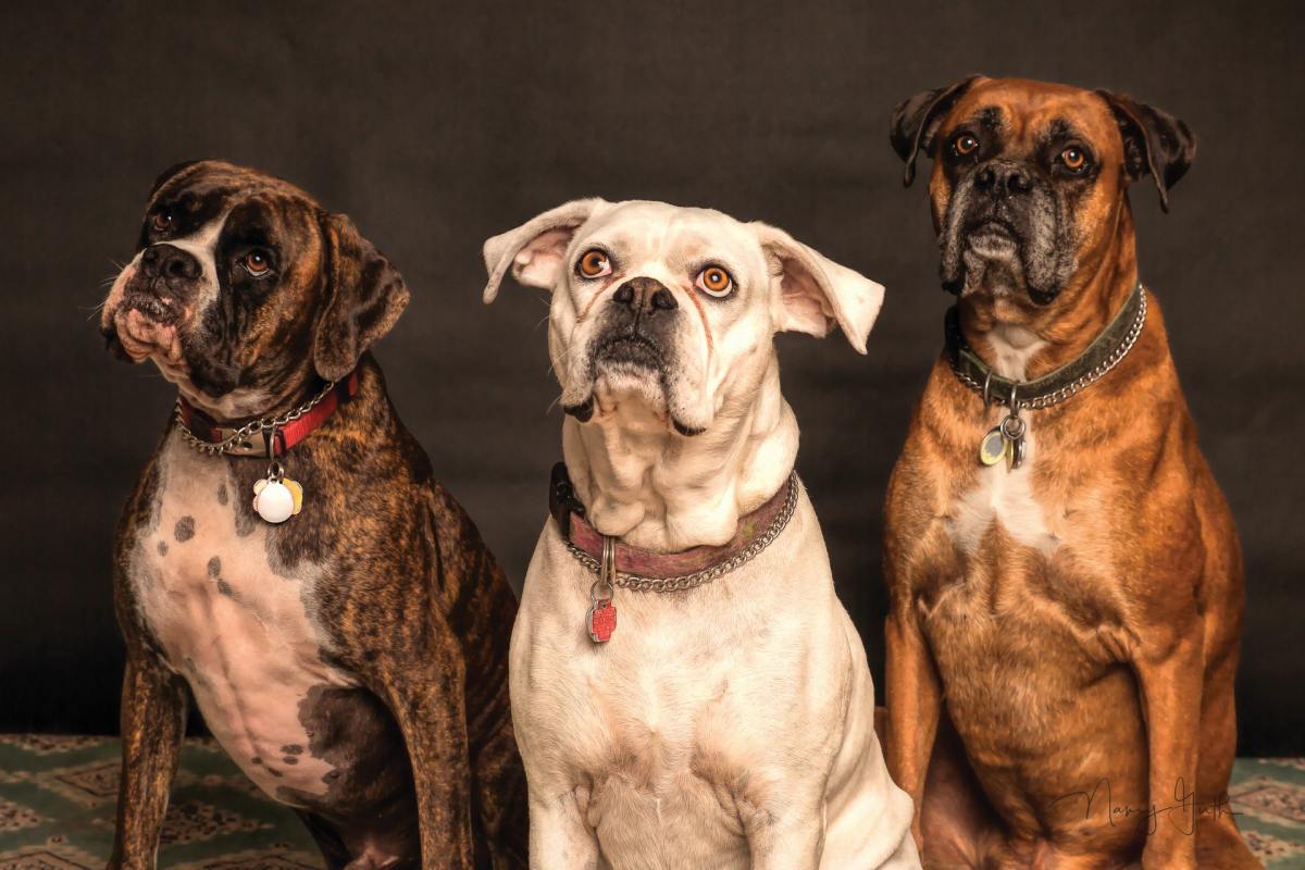 100 Best Rock Bands With Animal Names Spinditty