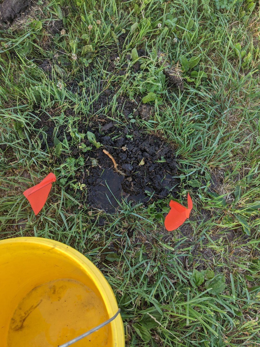 Butternut Tree Ordering from an Online Nursery - HubPages