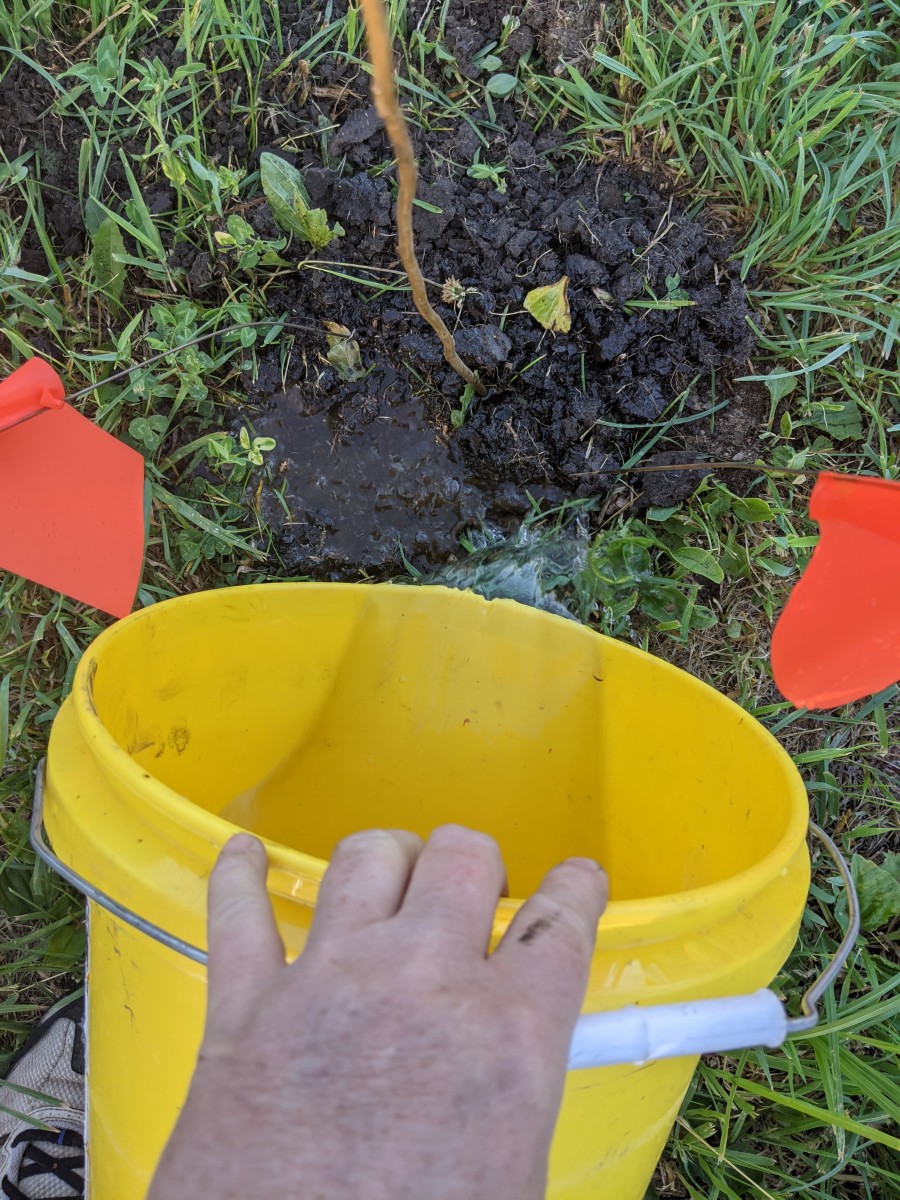 Butternut Tree Ordering from an Online Nursery - HubPages