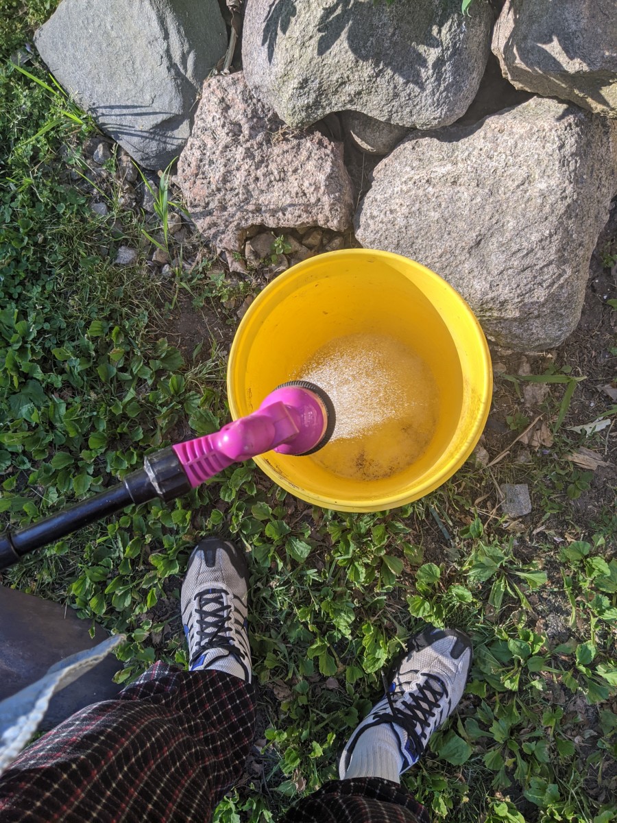 Butternut Tree Ordering from an Online Nursery - HubPages