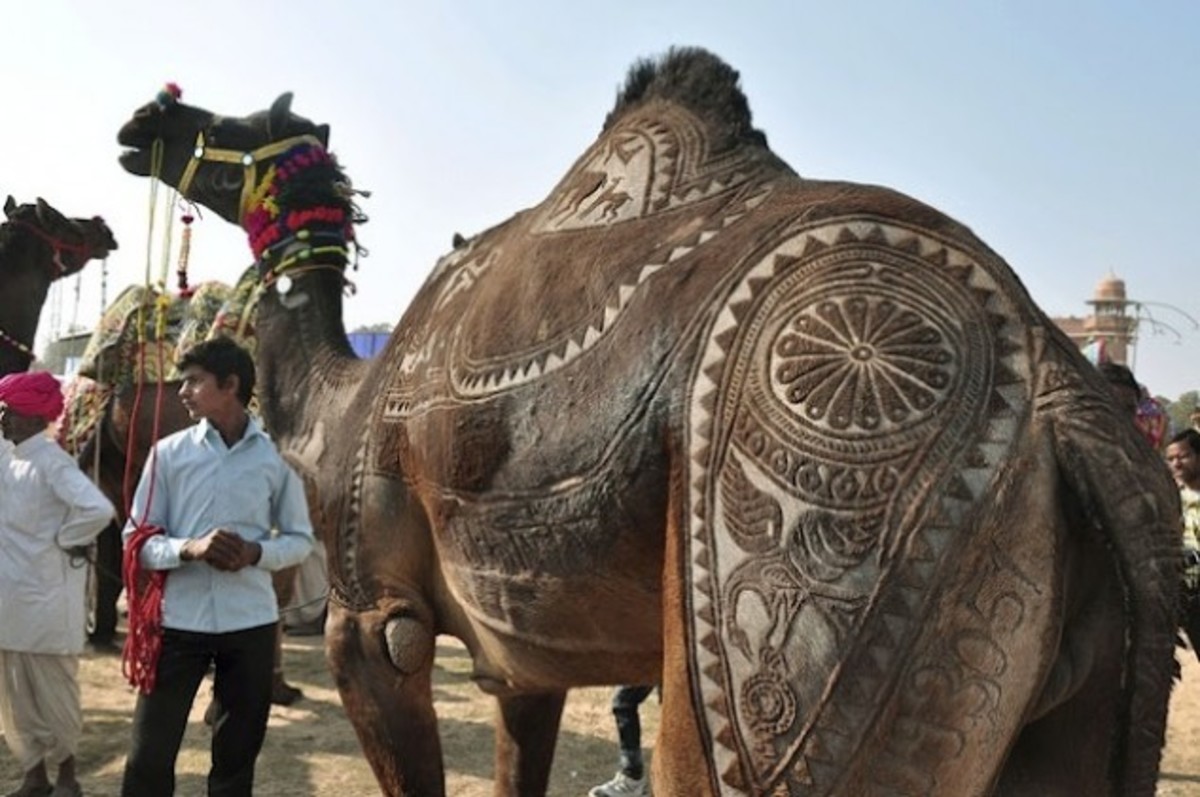 World Camel Day - HubPages