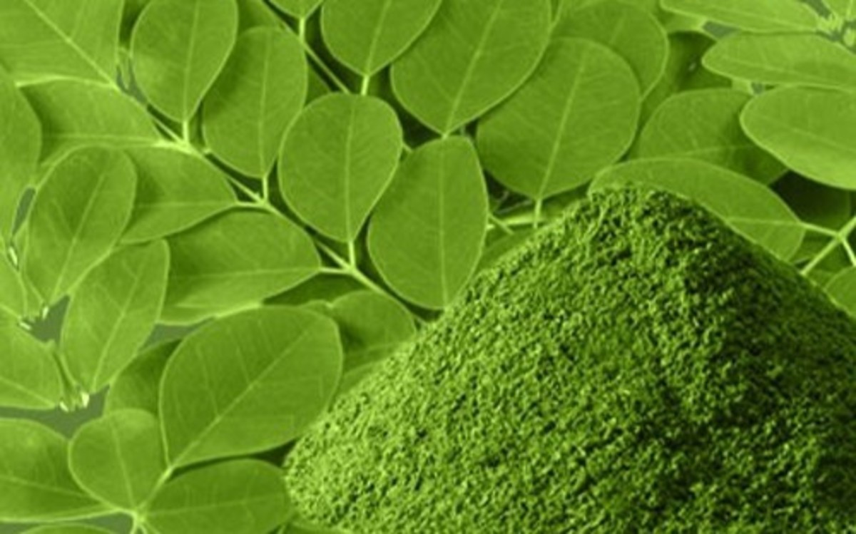 Moringa Oleifera, The Tree of Life - HubPages