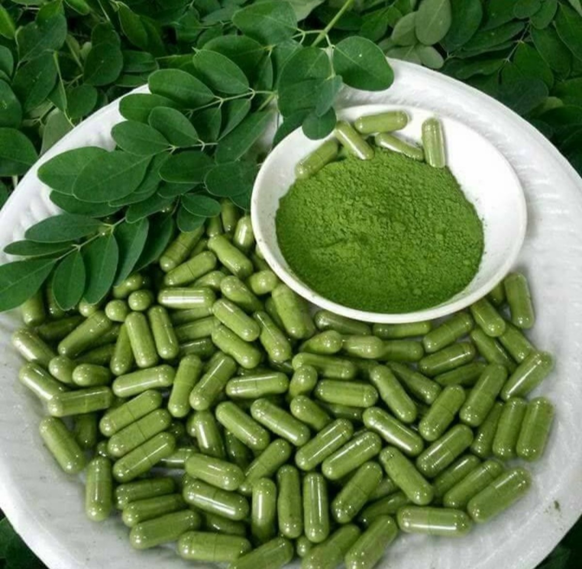 Moringa Oleifera, The Tree of Life - HubPages