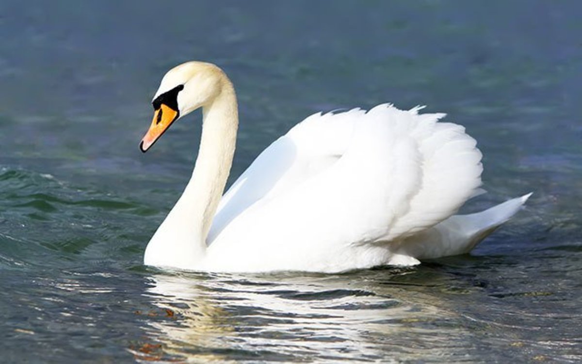 What Is A Mute Swan Owlcation