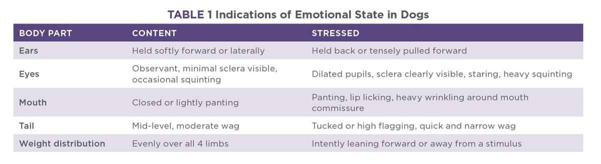 Guide: How to Spot & Treat Anxiety in Dogs - HubPages