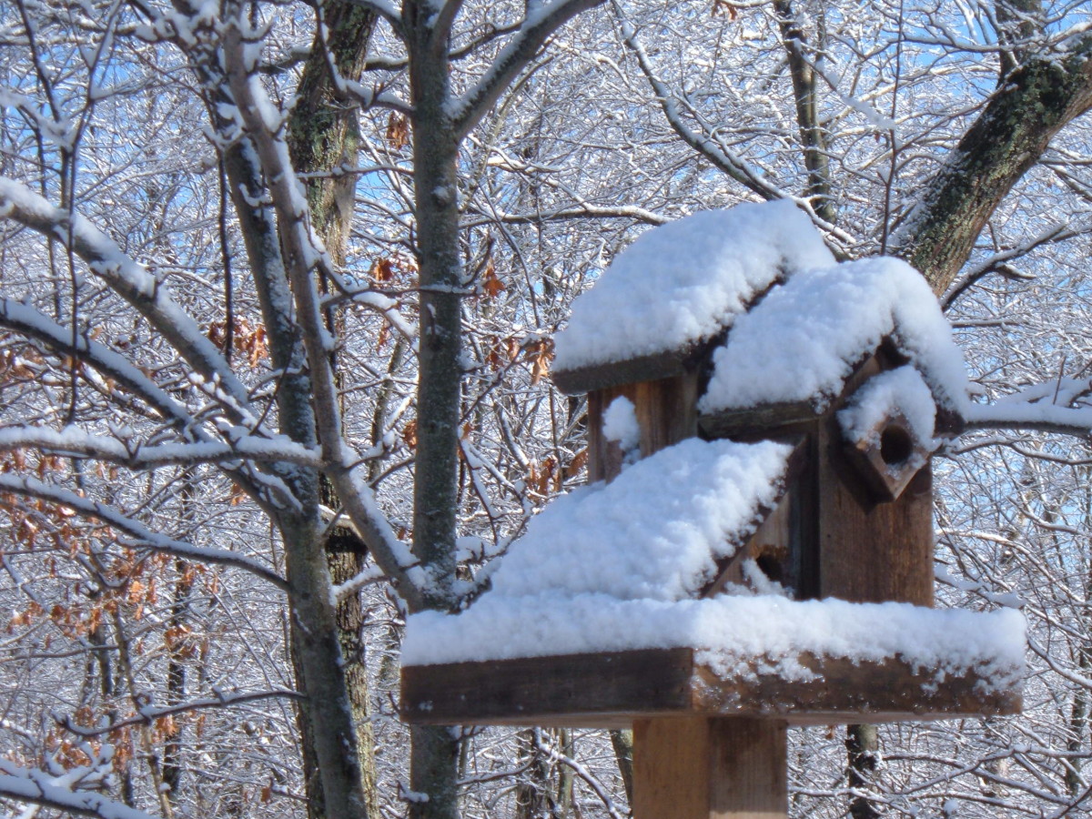 Our Winter Landscape: Adding Year Round Interest Garden Design - HubPages