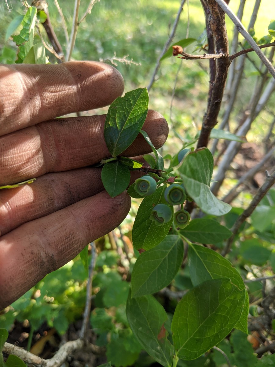 Blueberry Patch - Growing Wider - HubPages