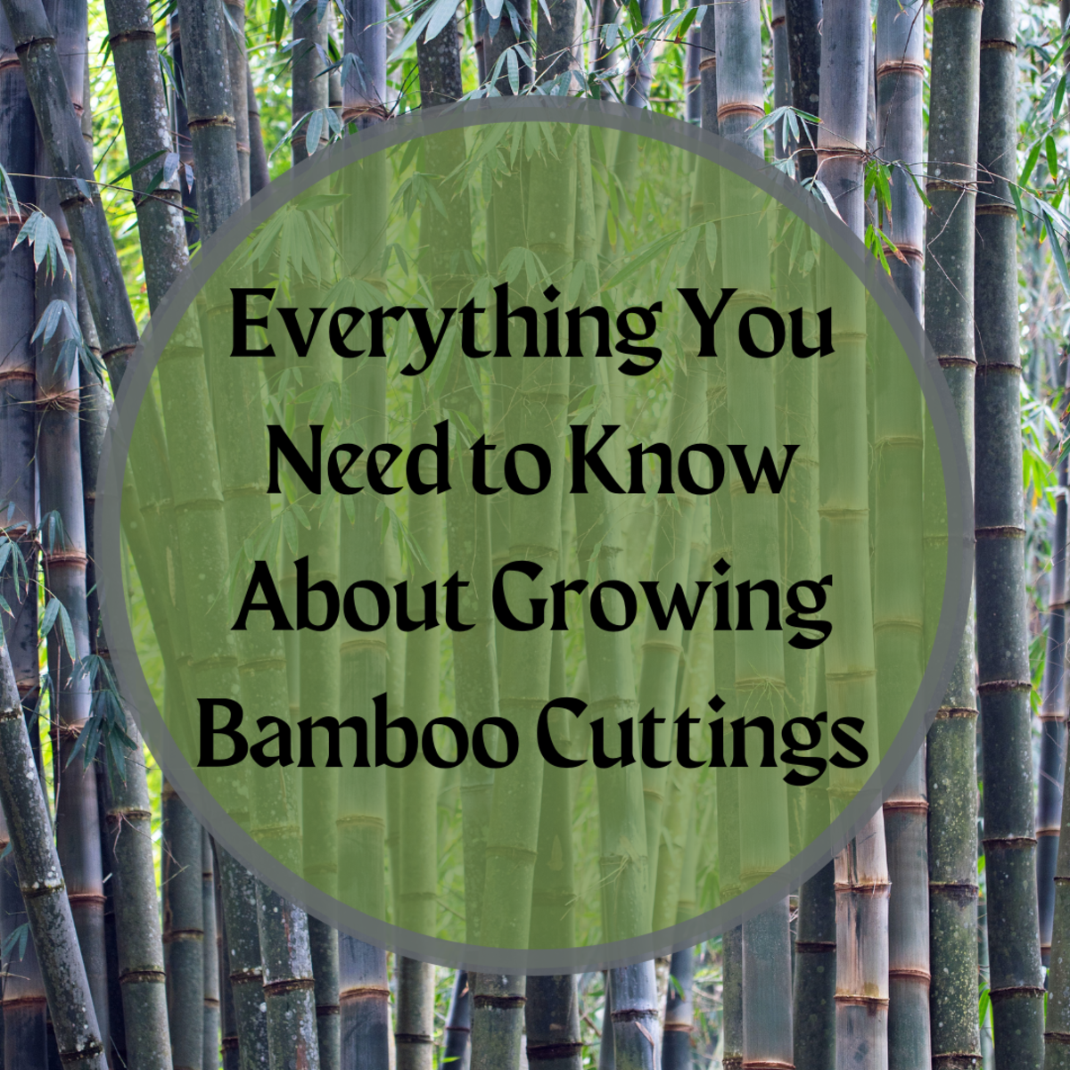 How to Grow Bamboo Cuttings - HubPages
