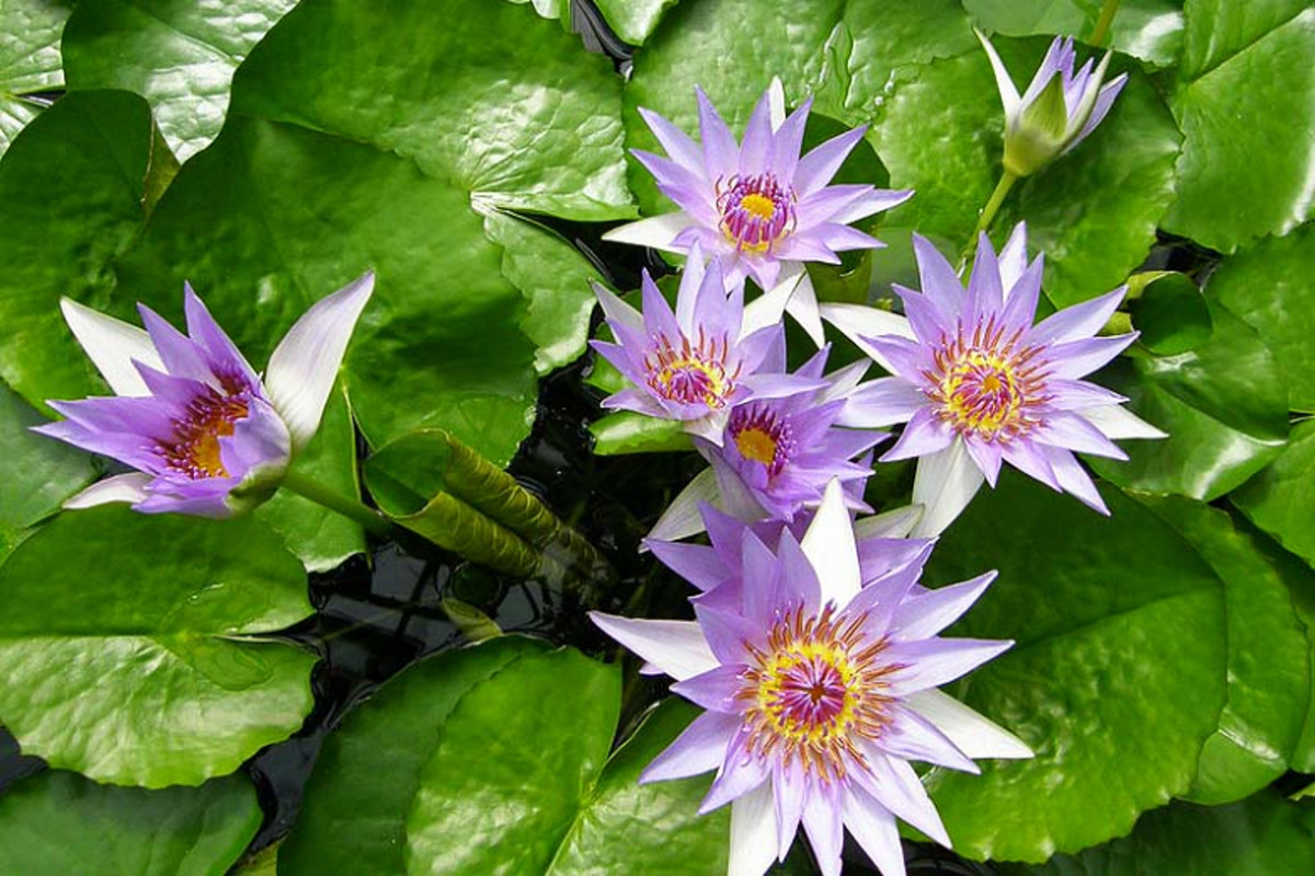 Water Lilies for the Home Aquatic Garden - HubPages