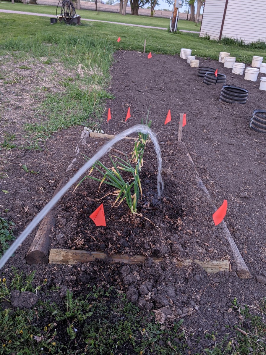 Onion Box - Perennial Onion Growing - HubPages