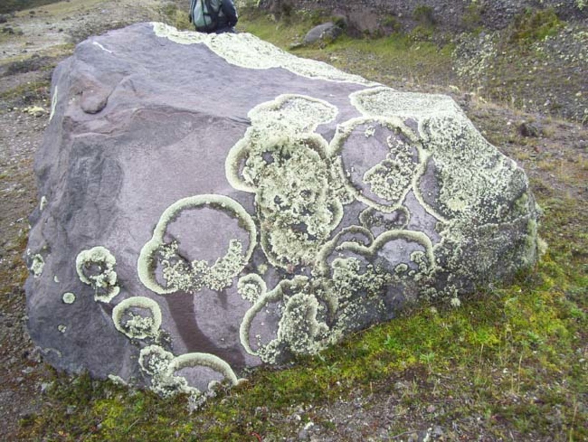 The Ancient World of the Colourful and Enduring Lichens - HubPages