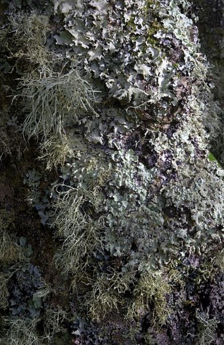 The Ancient World of the Colourful and Enduring Lichens - HubPages