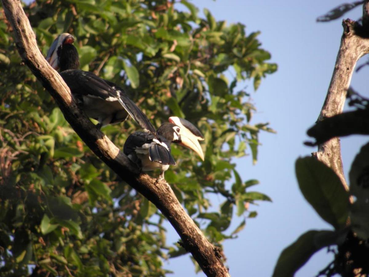 Pench National Park in MP in India - HubPages