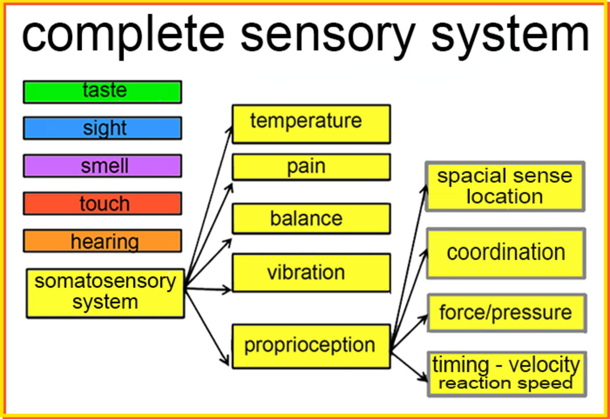 You Have More Than Five Senses—The Complete Sensory System - HubPages