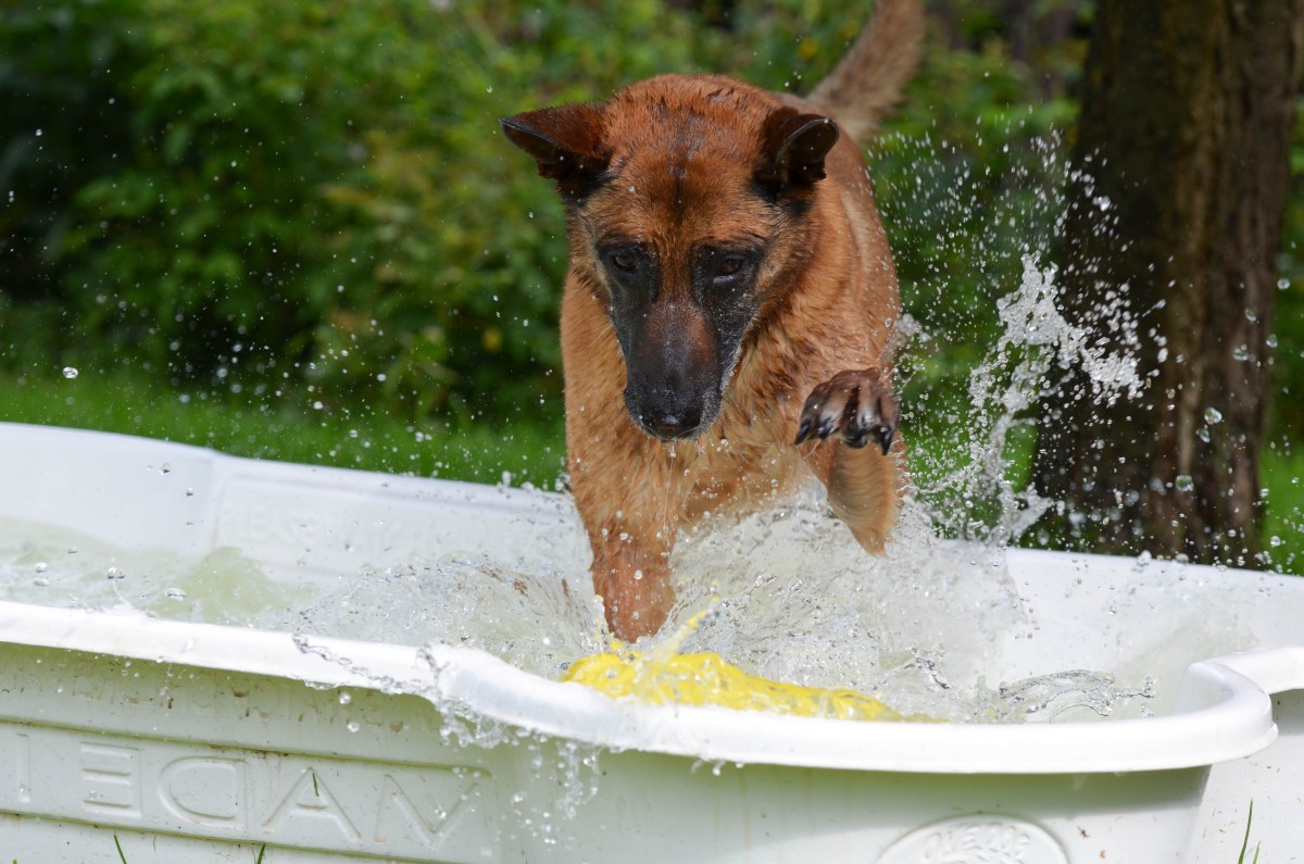 What Is Water Intoxication Dogs