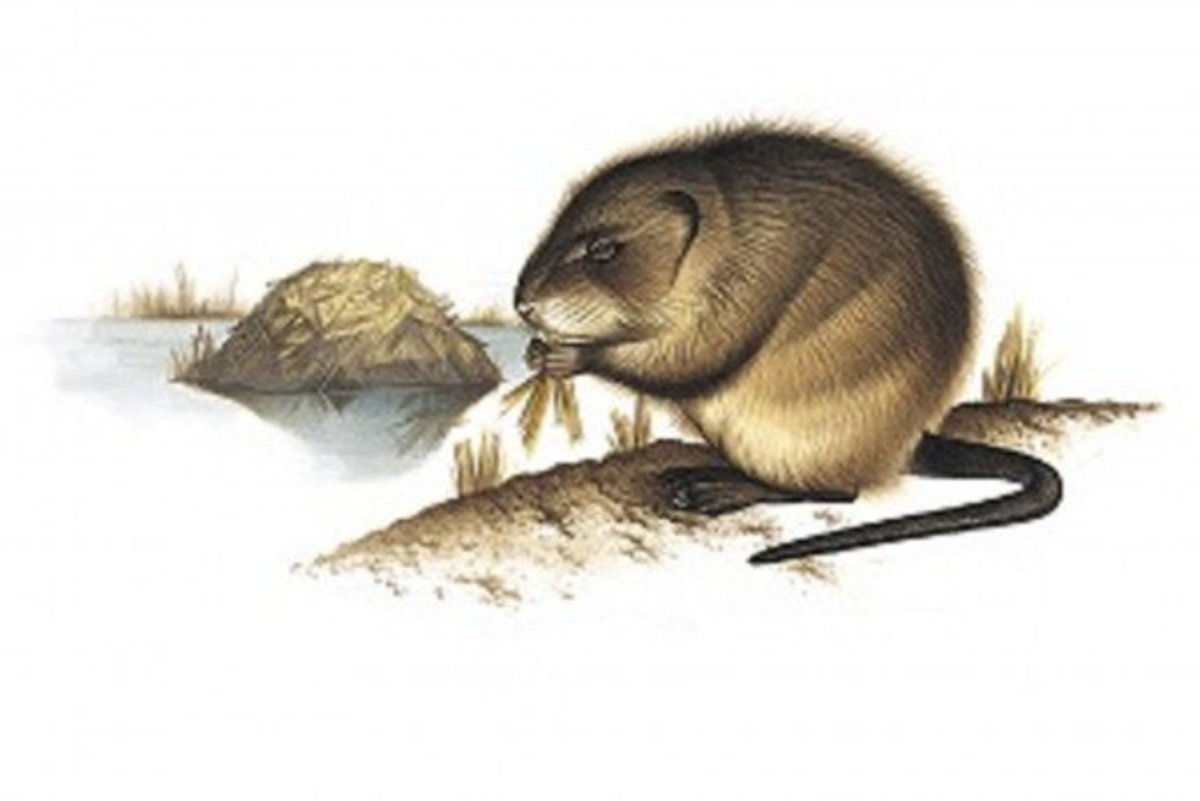 Muskrats: American Rodents That Are a Part of Red Indian Beliefs - HubPages