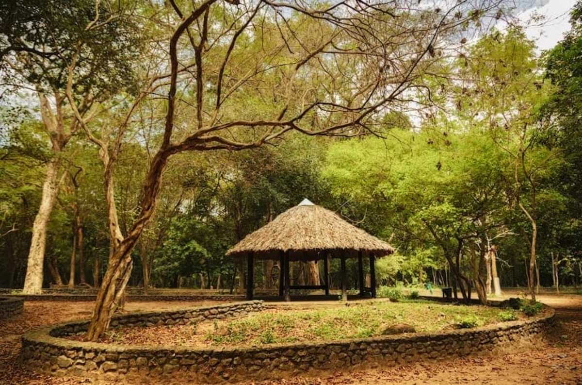 Importance of Forests in Our Life - HubPages