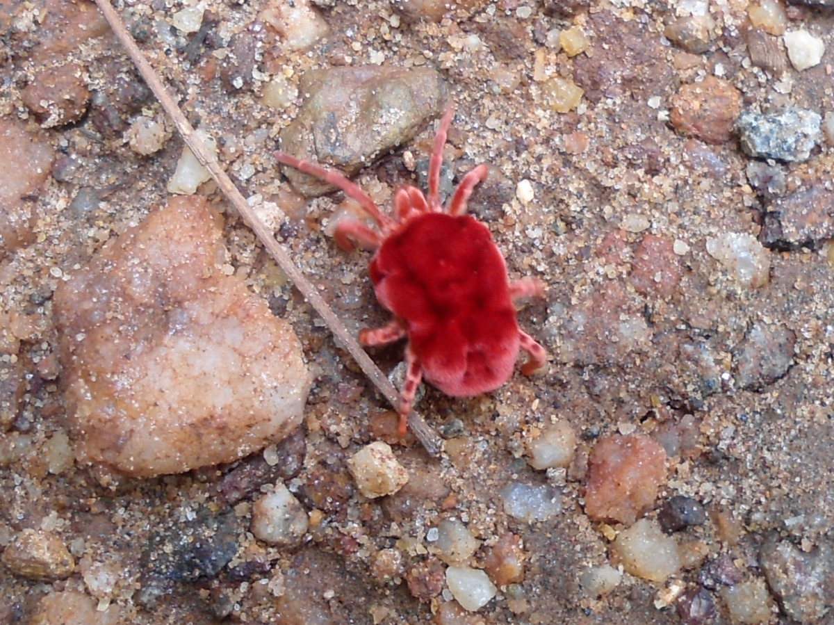 Teej Festival - Festivals of India - HubPages