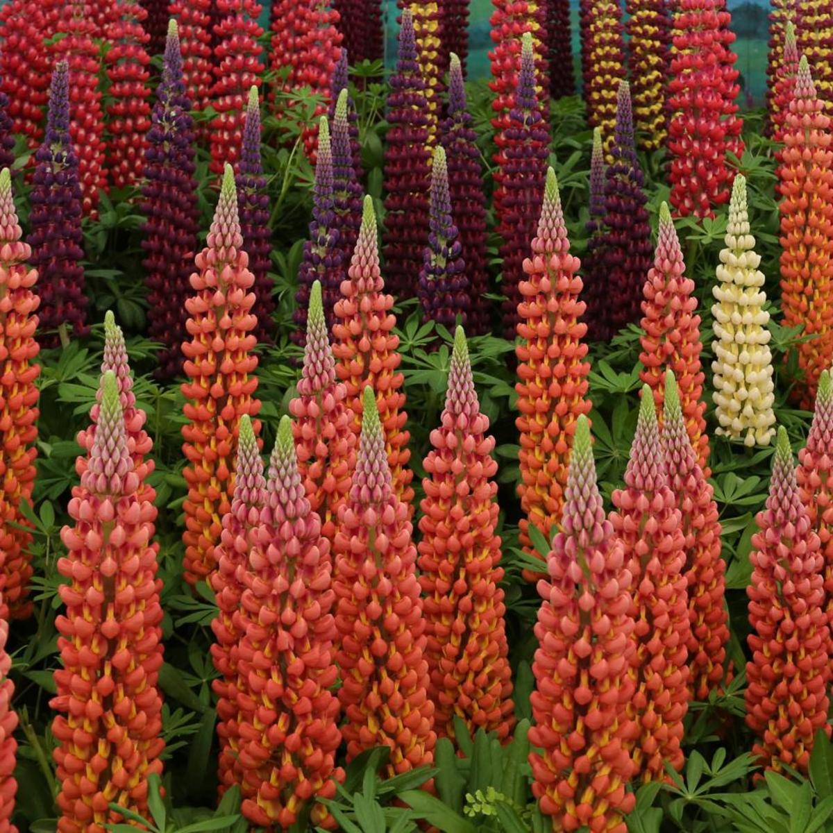 The 19 Fabulous Flowers - HubPages