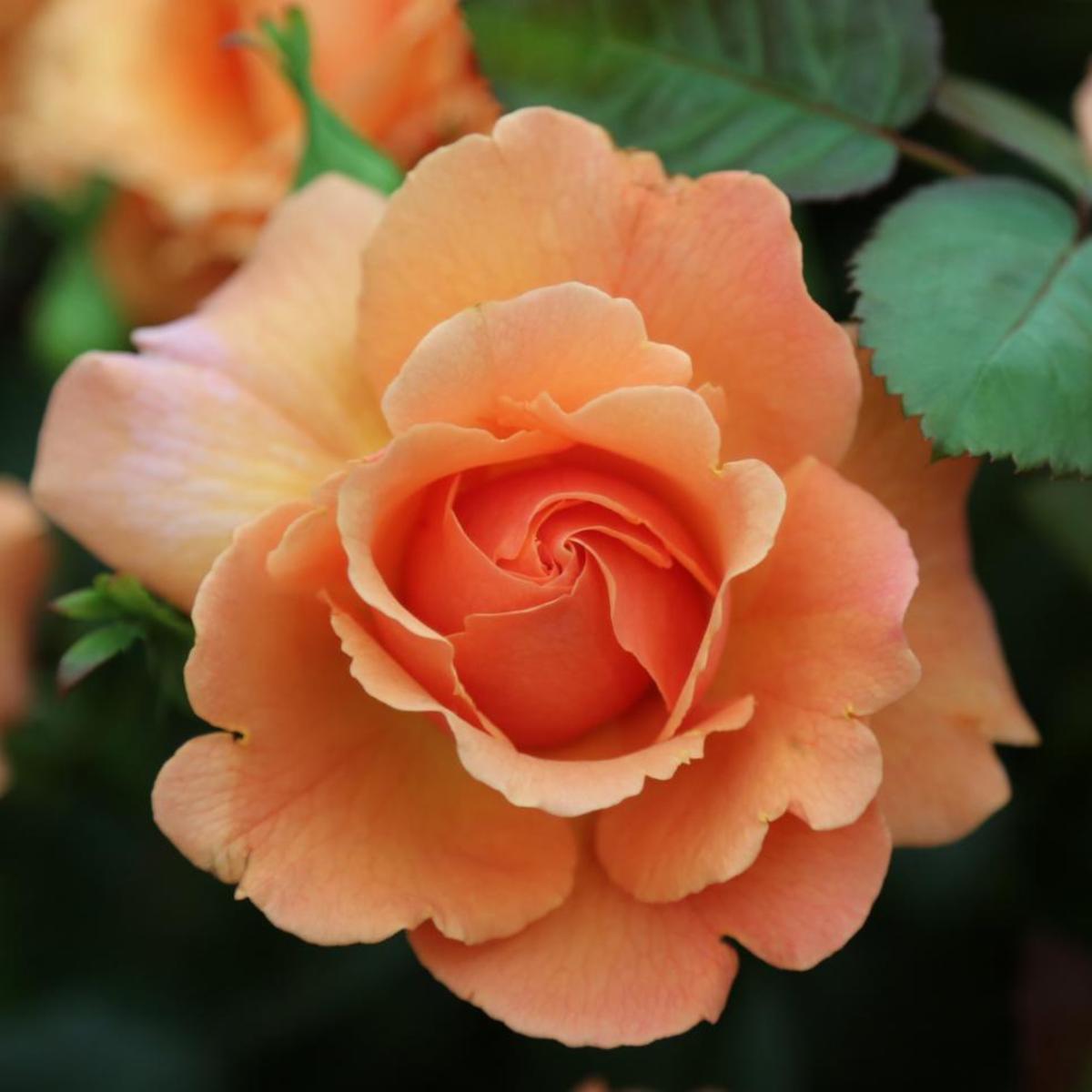 The 19 Fabulous Flowers - HubPages