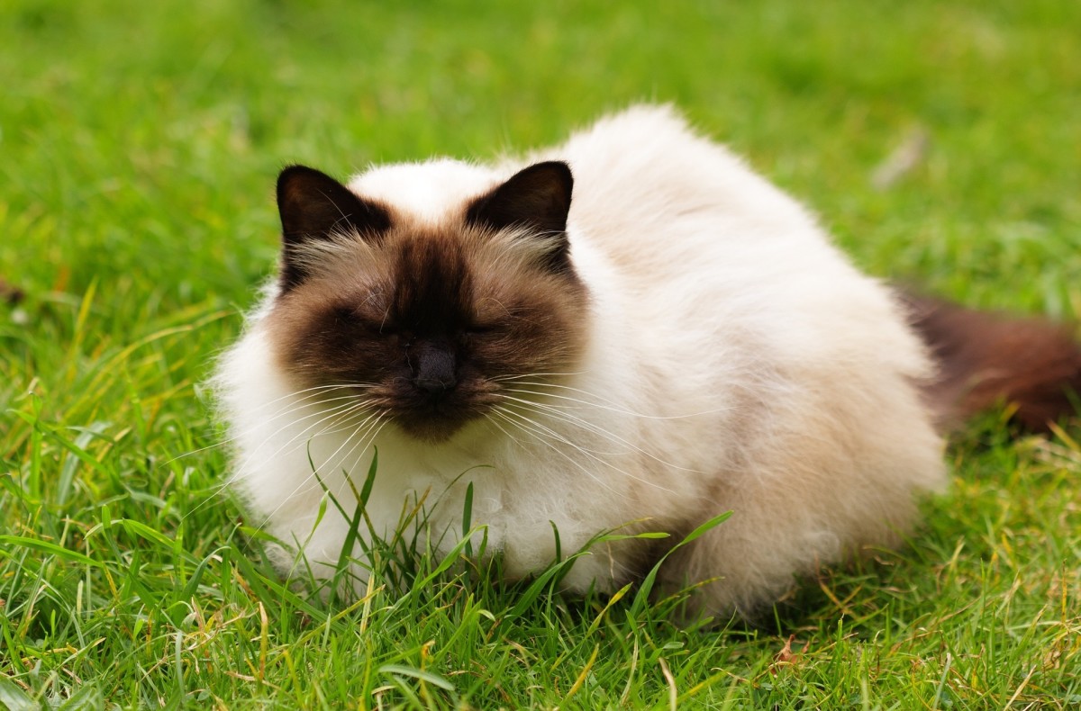 The Himalayan cat - HubPages