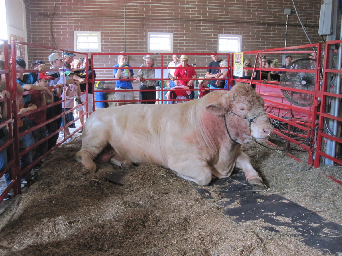 Iowa State Fair Facts and Fun (And Why You Should Visit) - HubPages