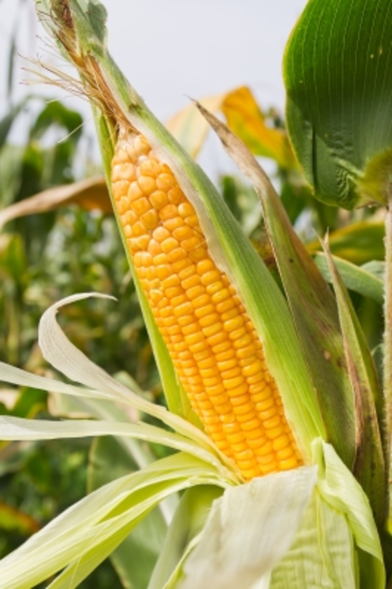 How Do I Avoid Eating GMOs and Genetically Altered Food? - HubPages