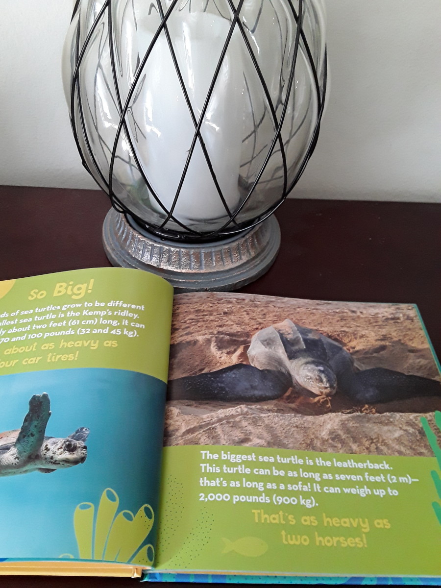 Pandas, Sea Turtles, and Fun Facts About Our Oceans in Collection of ...