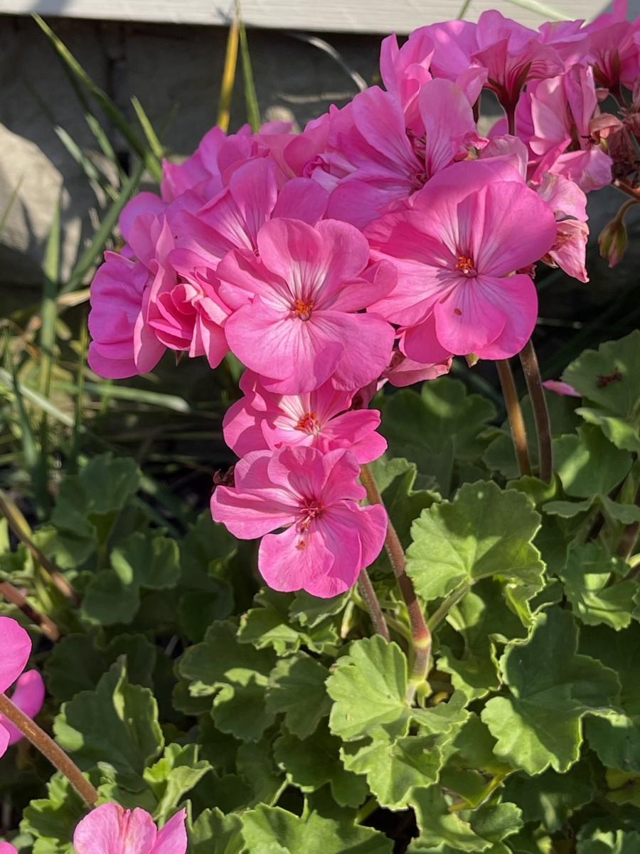 Hardy Geraniums vs. Tender Geraniums: Which Should You Plant in Your ...