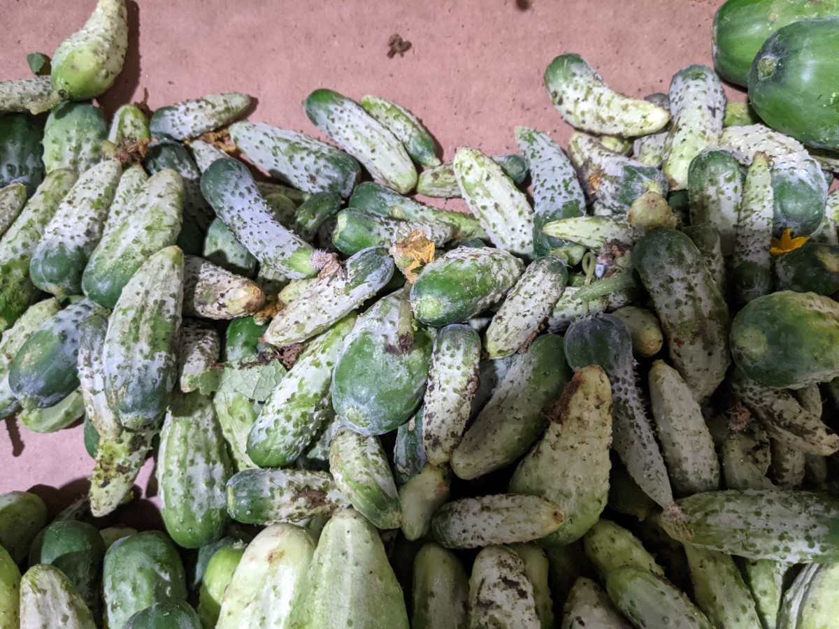 Cucumber Sorting for Pickle Making - HubPages