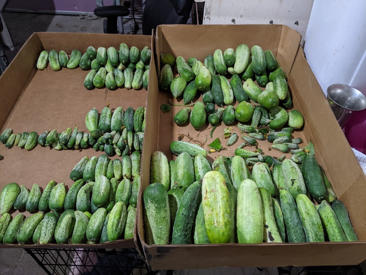 Cucumber Sorting for Pickle Making - HubPages