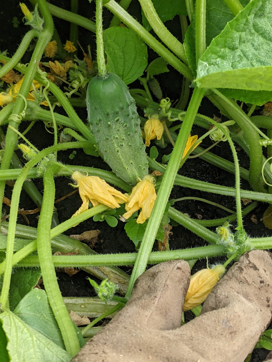 Cucumber Sorting for Pickle Making - HubPages