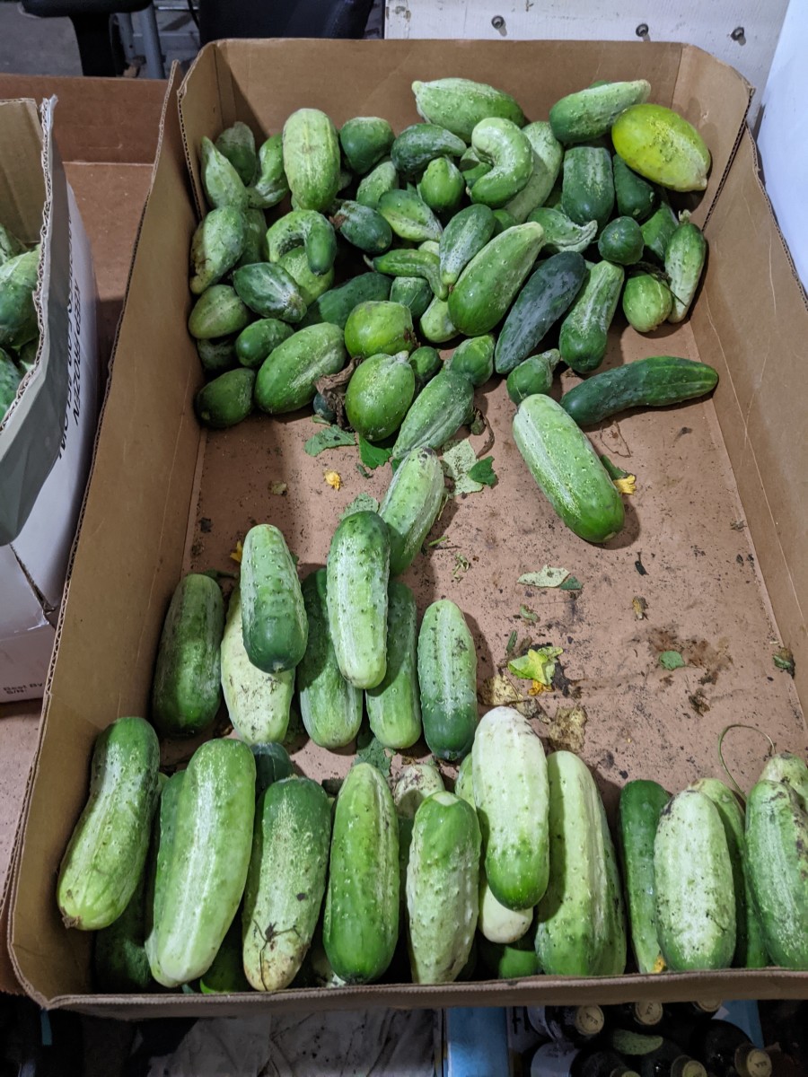 Cucumber Sorting for Pickle Making - HubPages