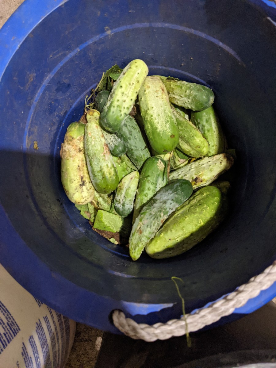 Cucumber Sorting for Pickle Making - HubPages