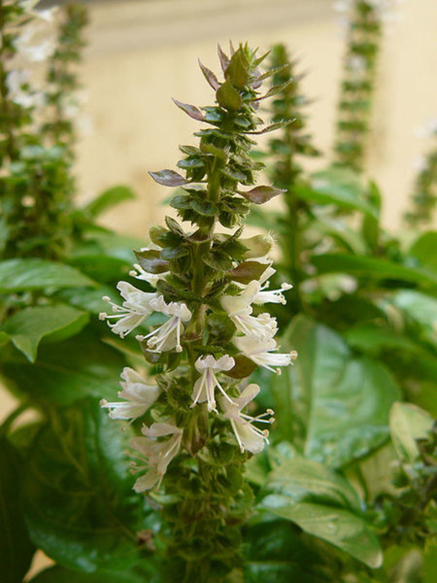 Basil Oil: The Health and Aromatherapy Benefits of Basil Essential Oil ...