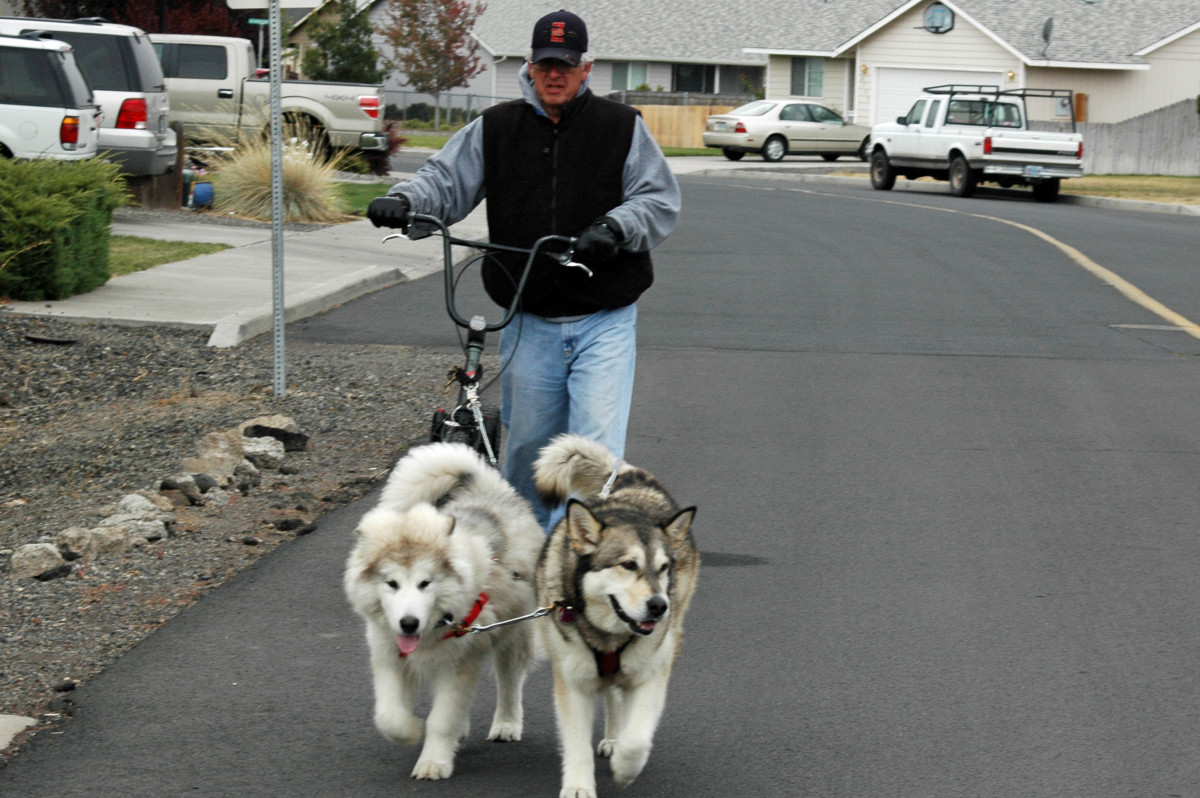 Dog Photo Gallery Of Alaskan Malamute Dogs - HubPages