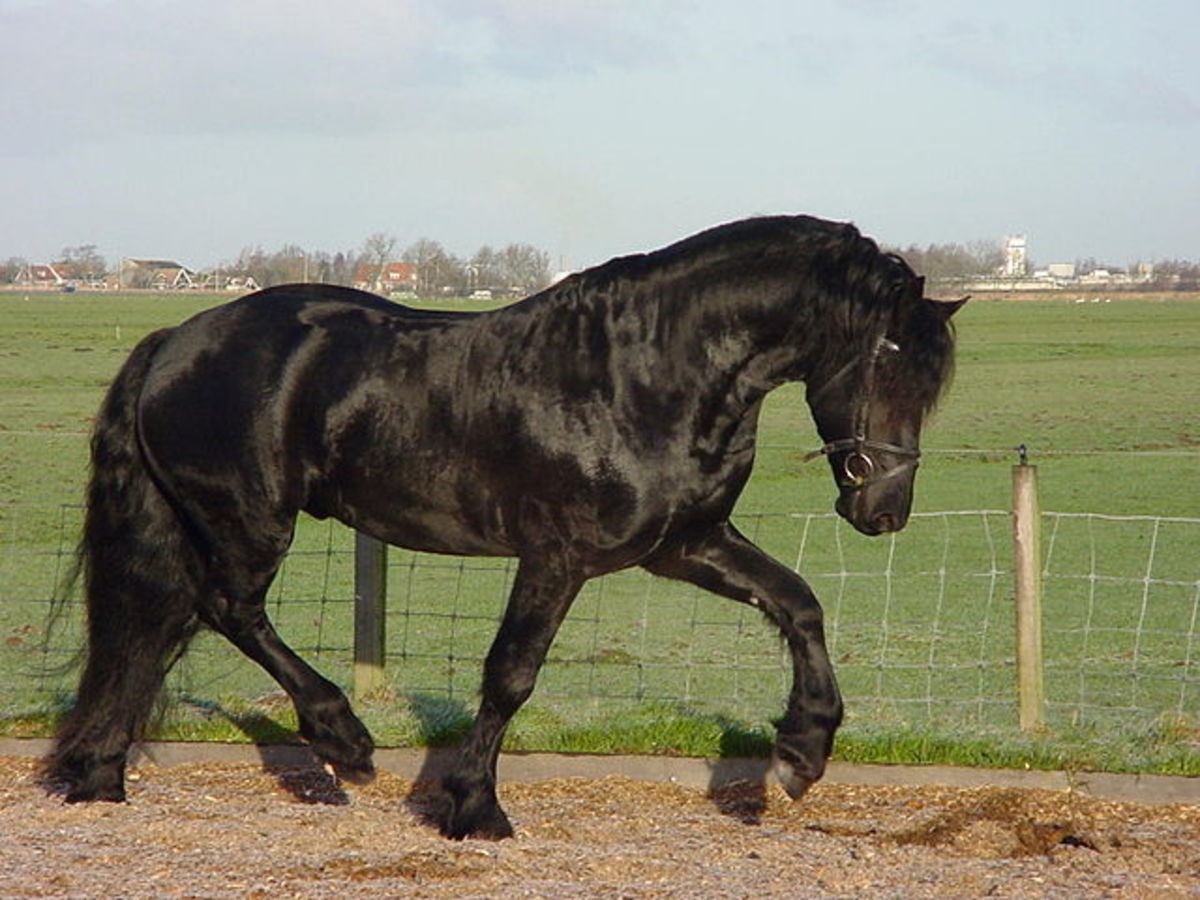 Friesian Horses: History and Beauty - HubPages