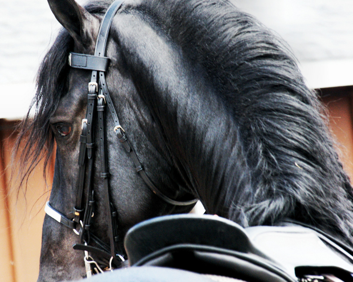 Friesian Horses: History and Beauty - HubPages